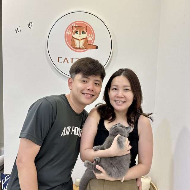 British Shorthair in Singapore | Kittens For Sale | Singapore Cattery