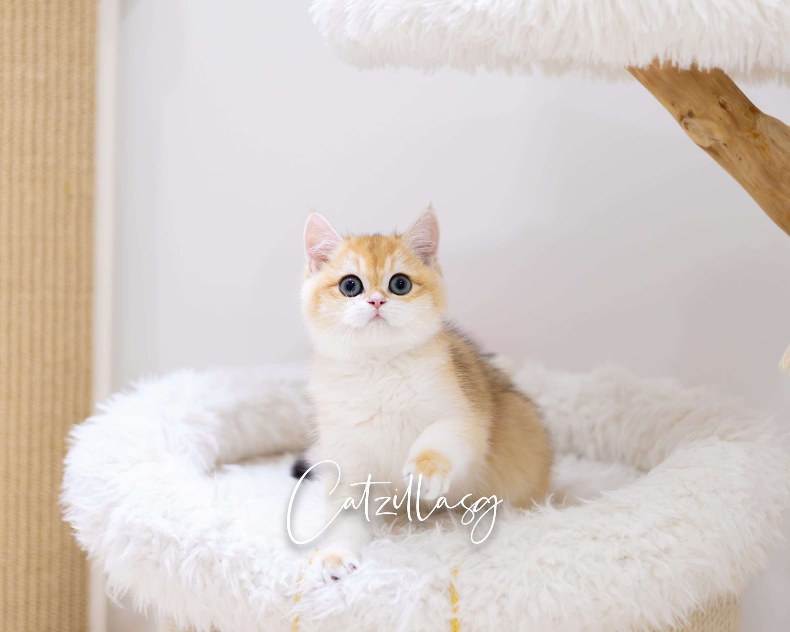 About | British Shorthair in Singapore | CatzillaSG Singapore Cattery