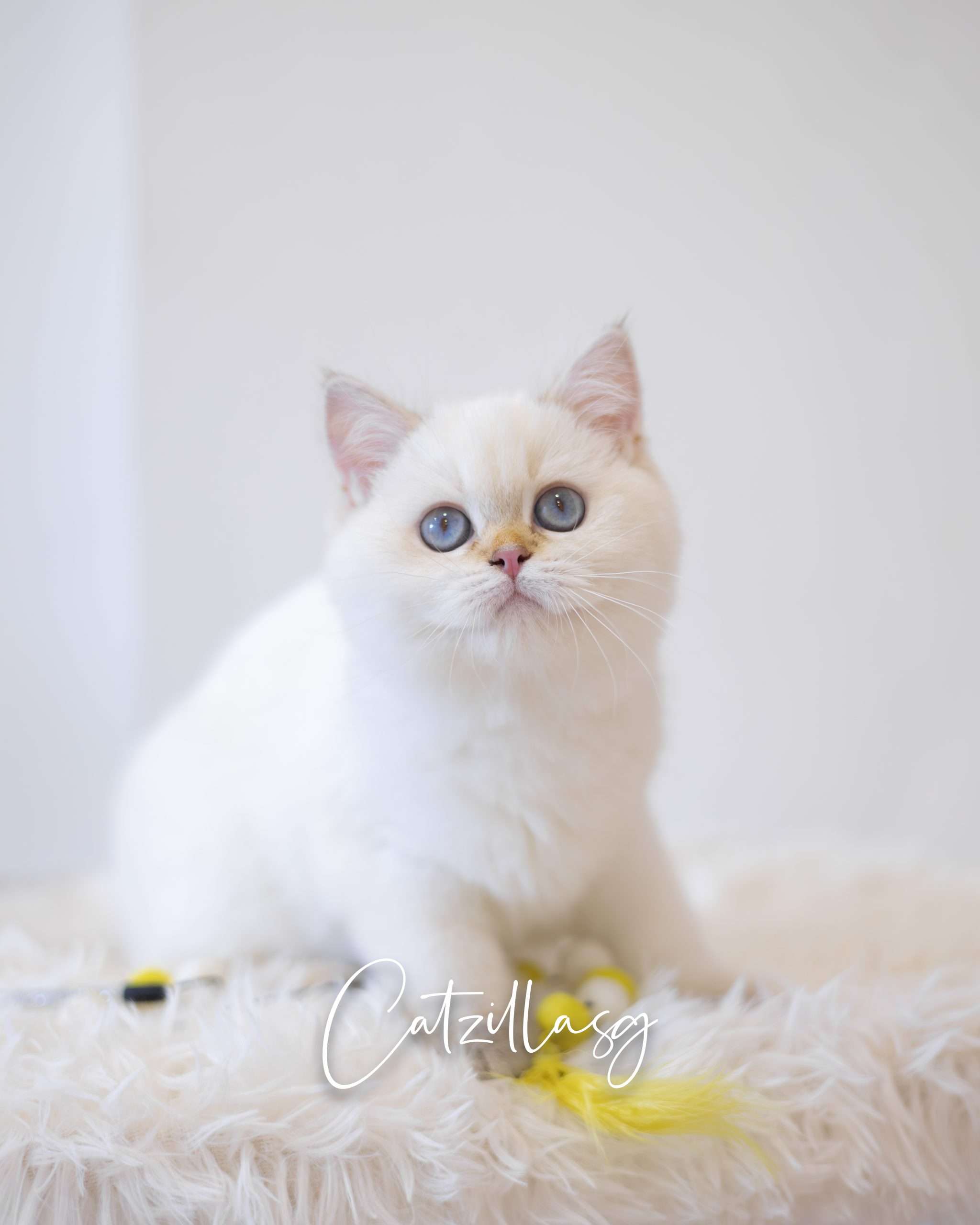 British Shorthair in Singapore | Kittens For Sale | Singapore Cattery