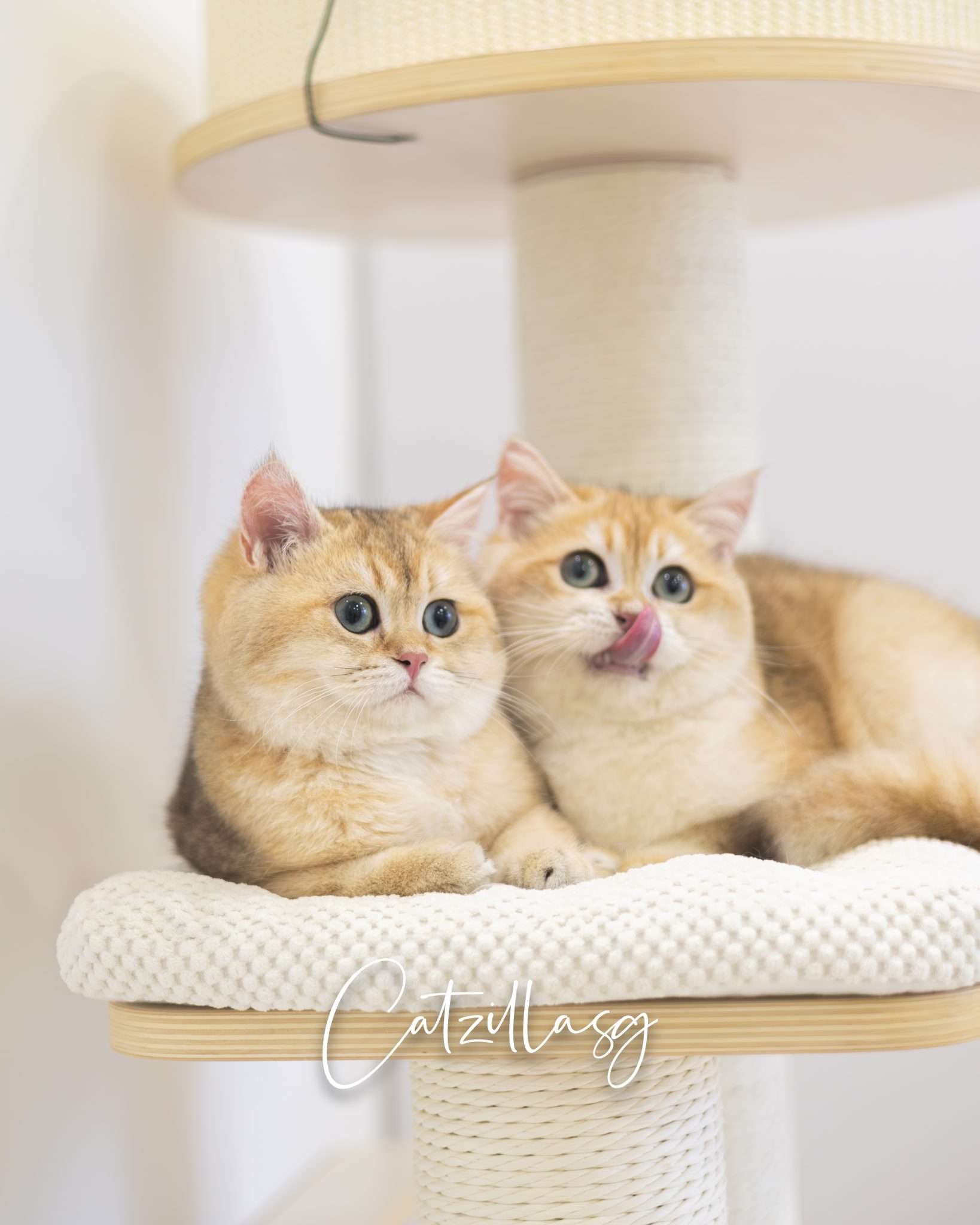 British Shorthair in Singapore | Kittens For Sale | Singapore Cattery