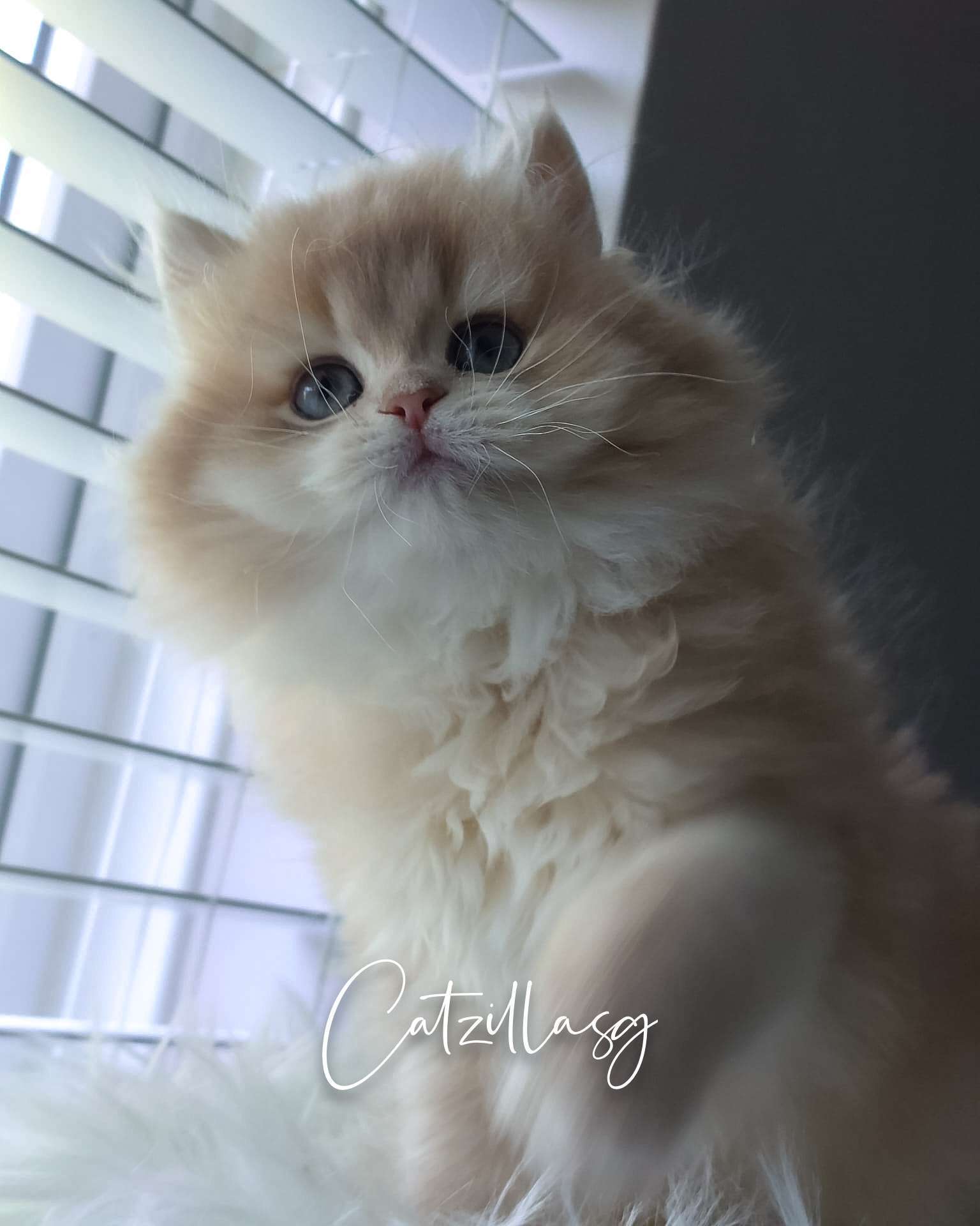 British Shorthair in Singapore | Kittens For Sale | Singapore Cattery