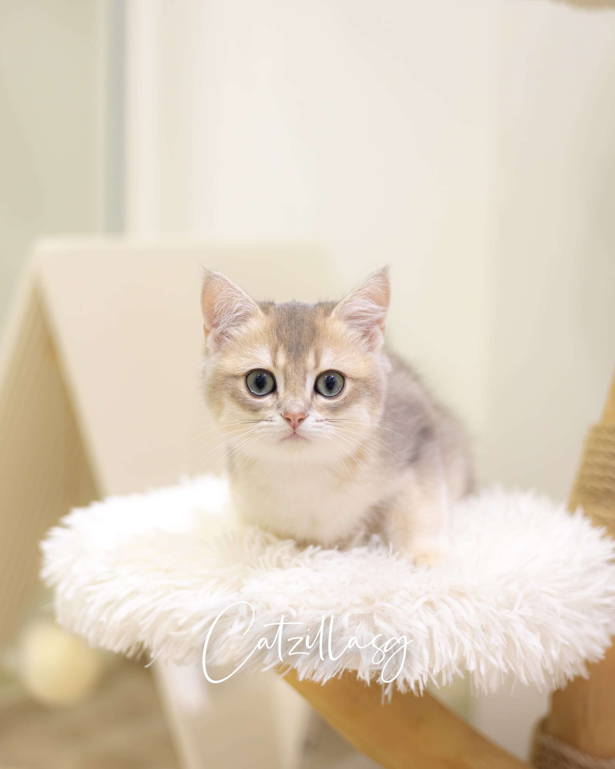 Available British Shorthair Kittens Singapore | CatzillaSG