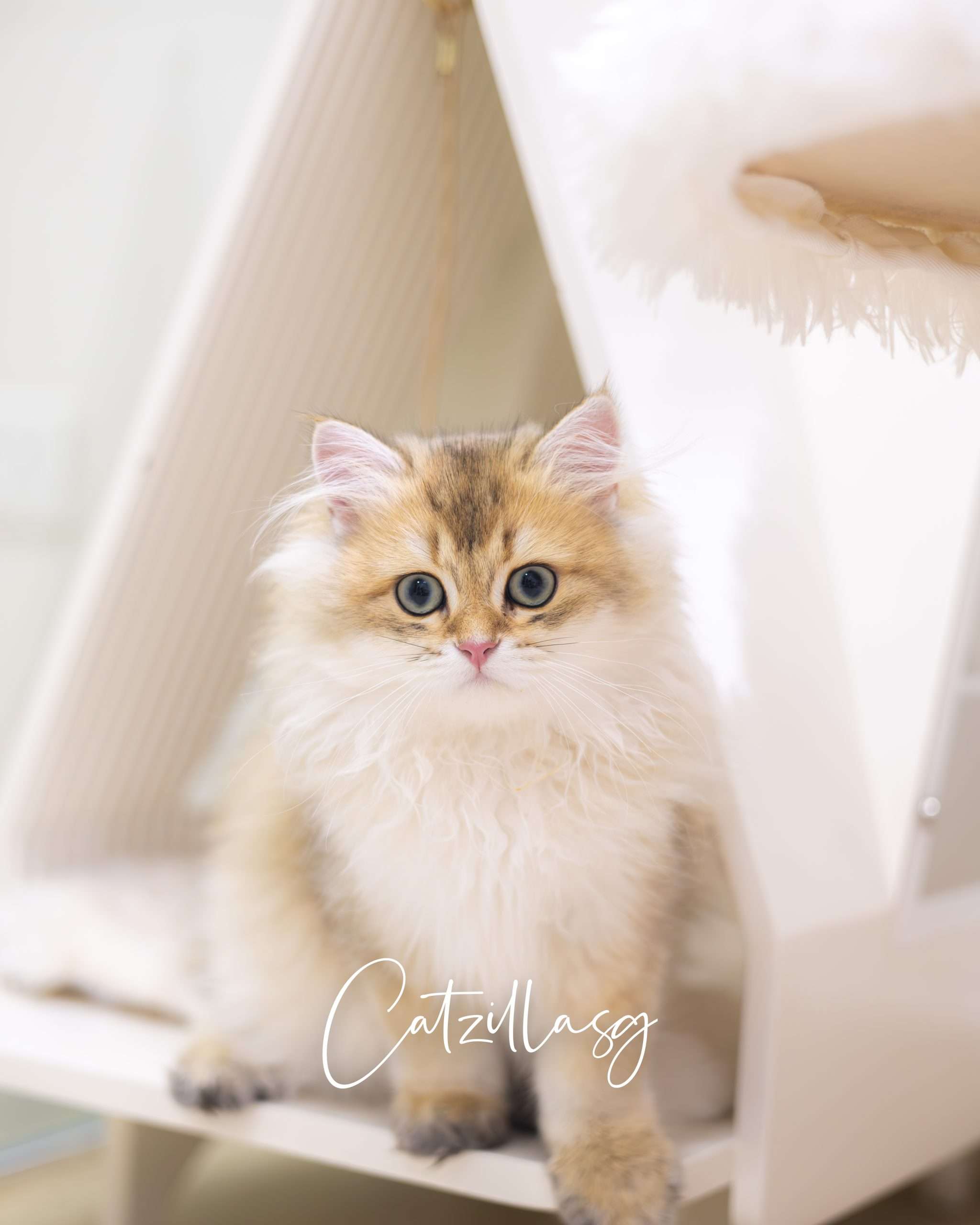 Available British Shorthair Kittens Singapore | CatzillaSG