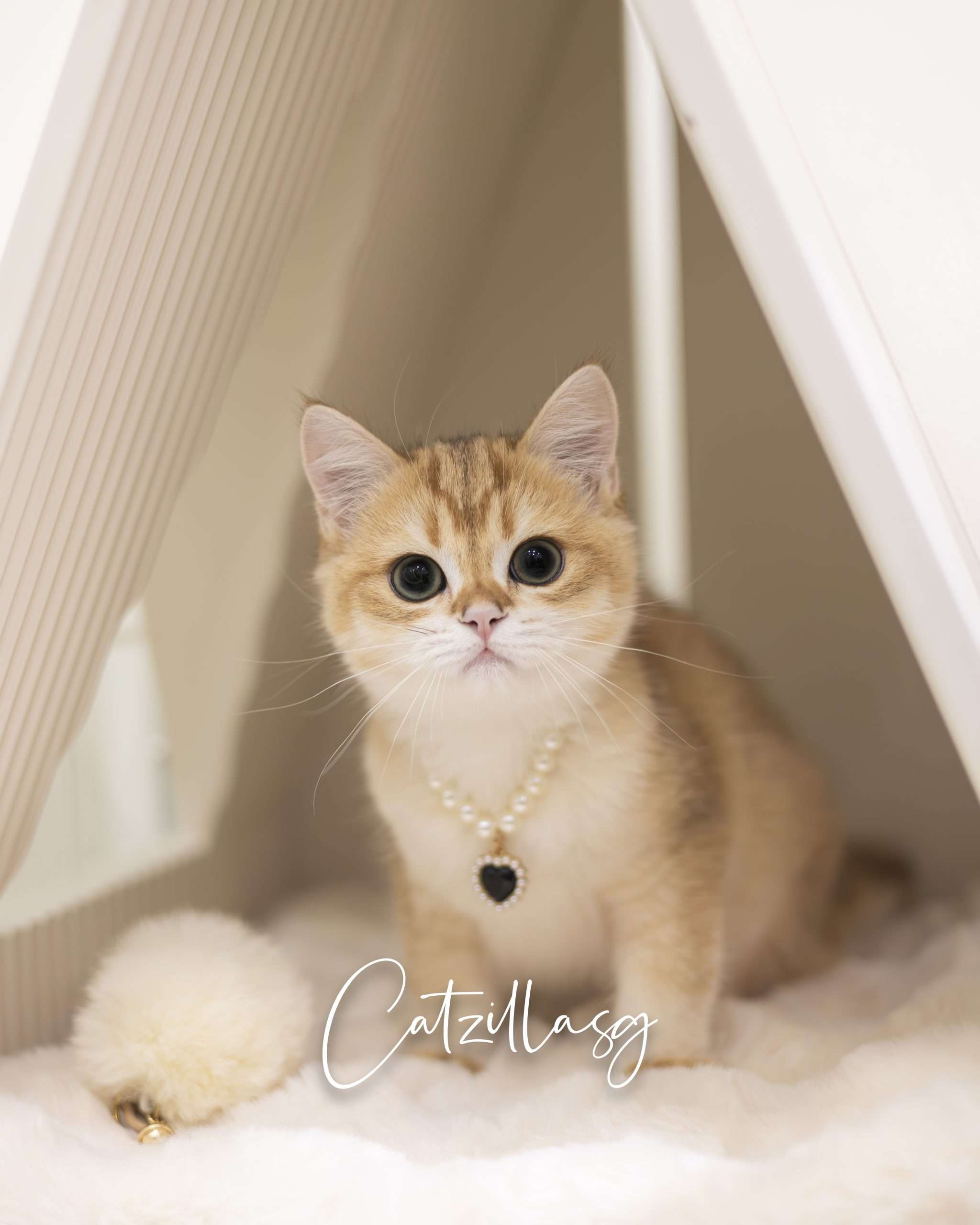 British Shorthair in Singapore | Kittens For Sale | Premium Kittens