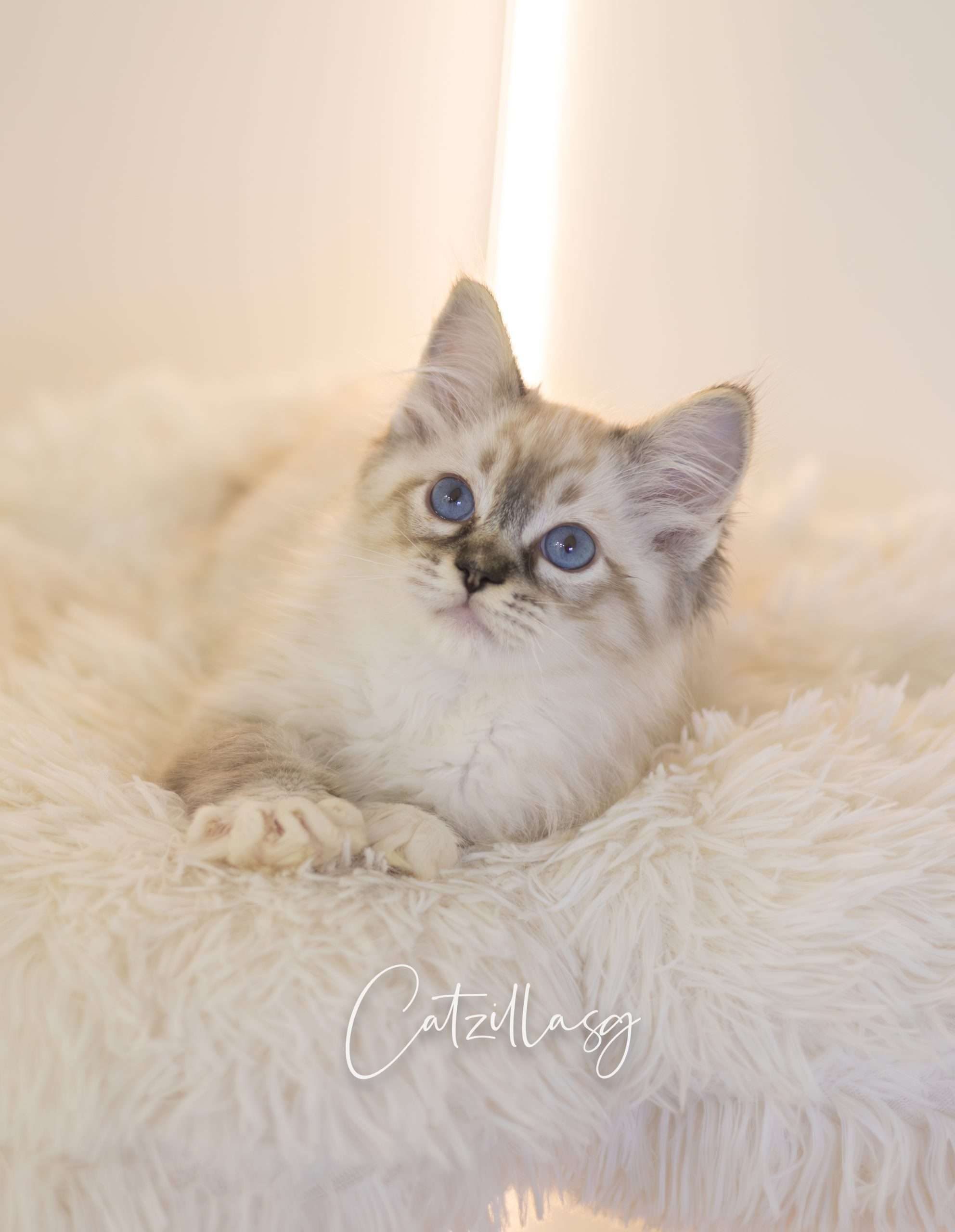 British Shorthair Kittens For Sale | Singapore Cattery | CatzillaSG